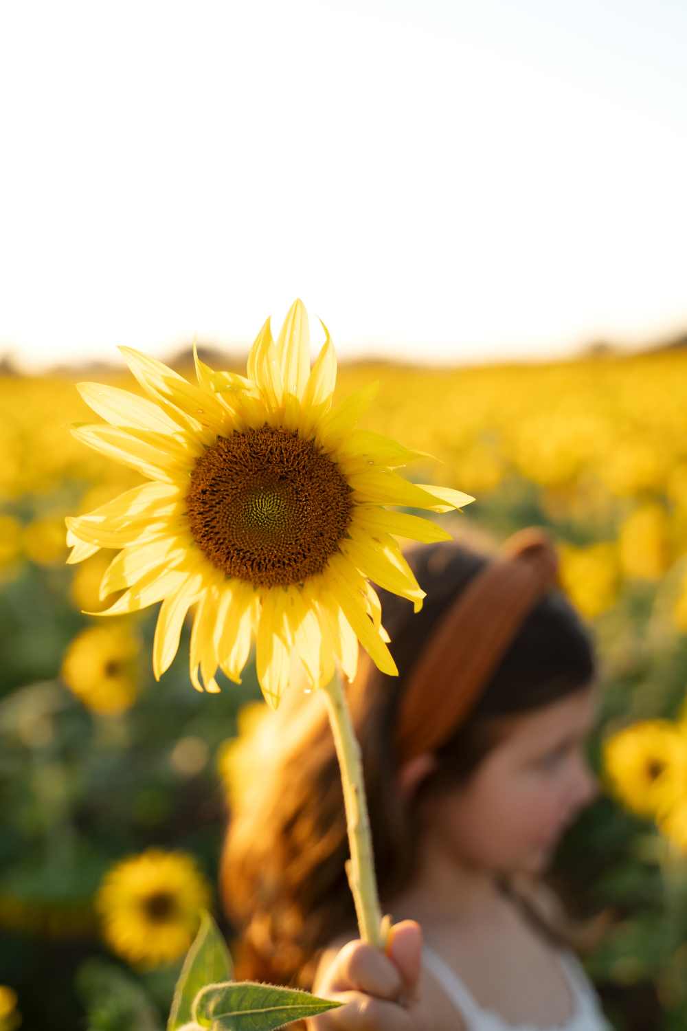 21 Beautiful Texas Sunflower Fields You Should Check Out