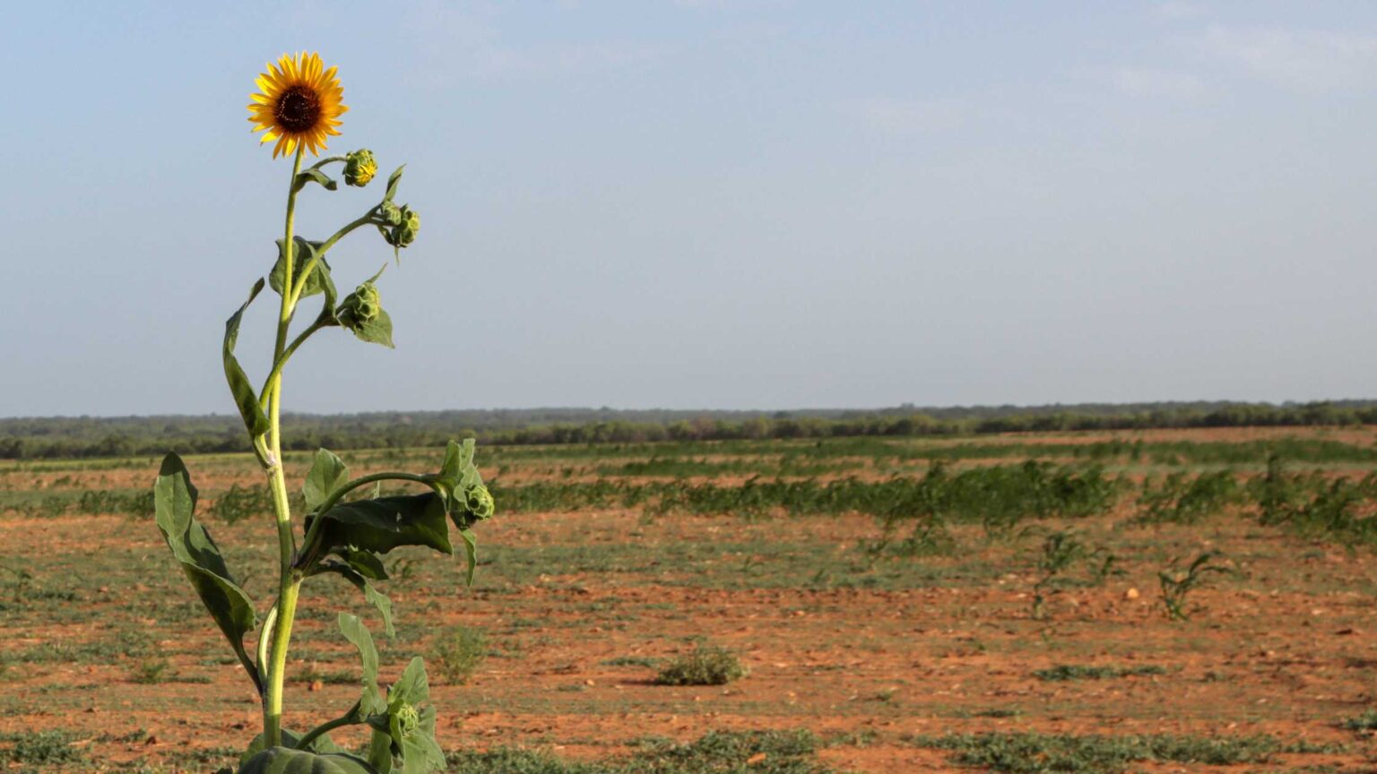 21 Beautiful Texas Sunflower Fields You Should Check Out