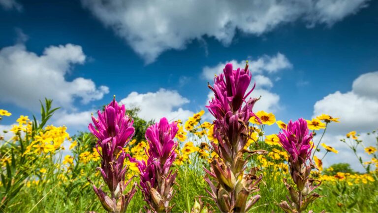 21 Beautiful Texas Sunflower Fields You Should Check Out