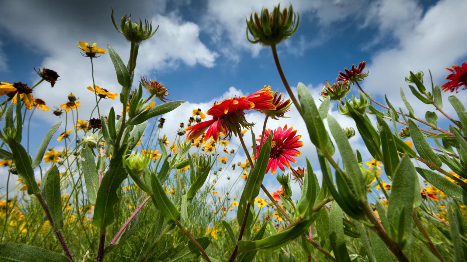 21 Beautiful Texas Sunflower Fields You Should Check Out