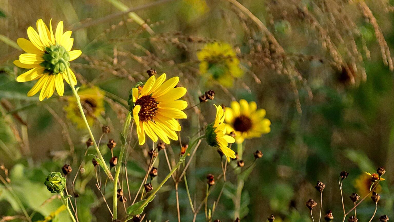 21 Beautiful Texas Sunflower Fields You Should Check Out