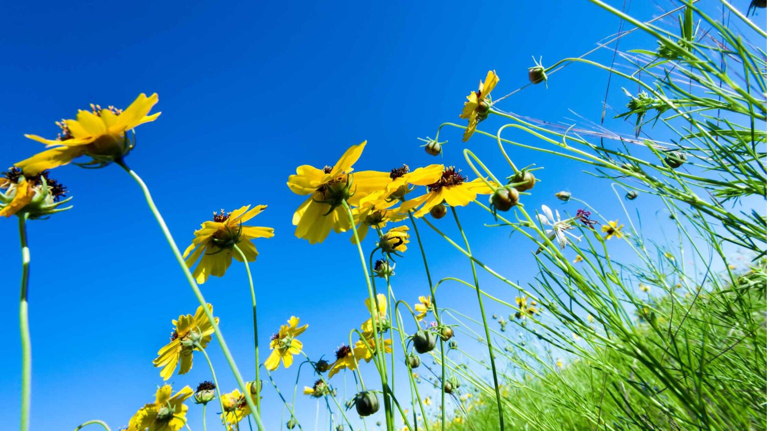 21 Beautiful Texas Sunflower Fields You Should Check Out