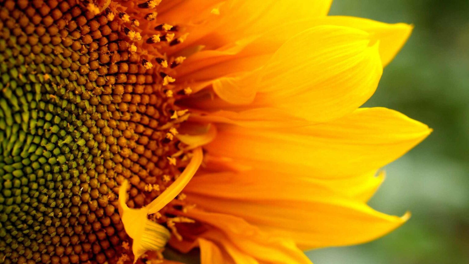 21 Beautiful Texas Sunflower Fields You Should Check Out