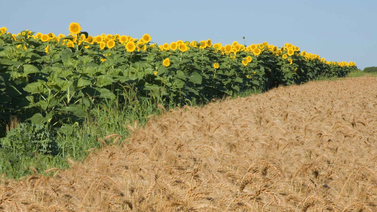 21 Beautiful Texas Sunflower Fields You Should Check Out