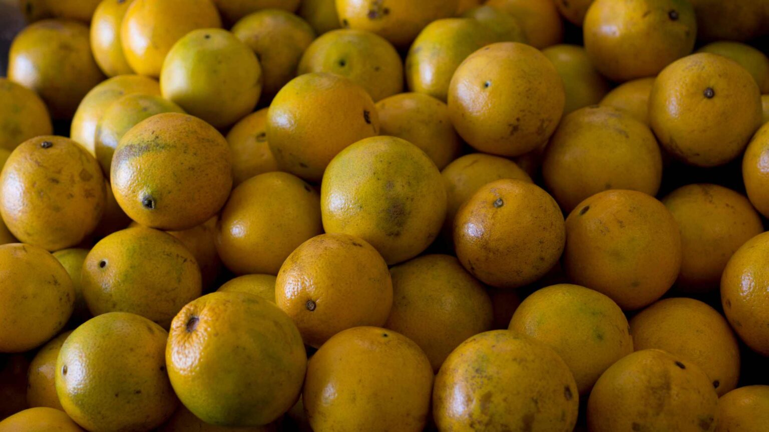 15 Best Places For Orange Picking In Florida